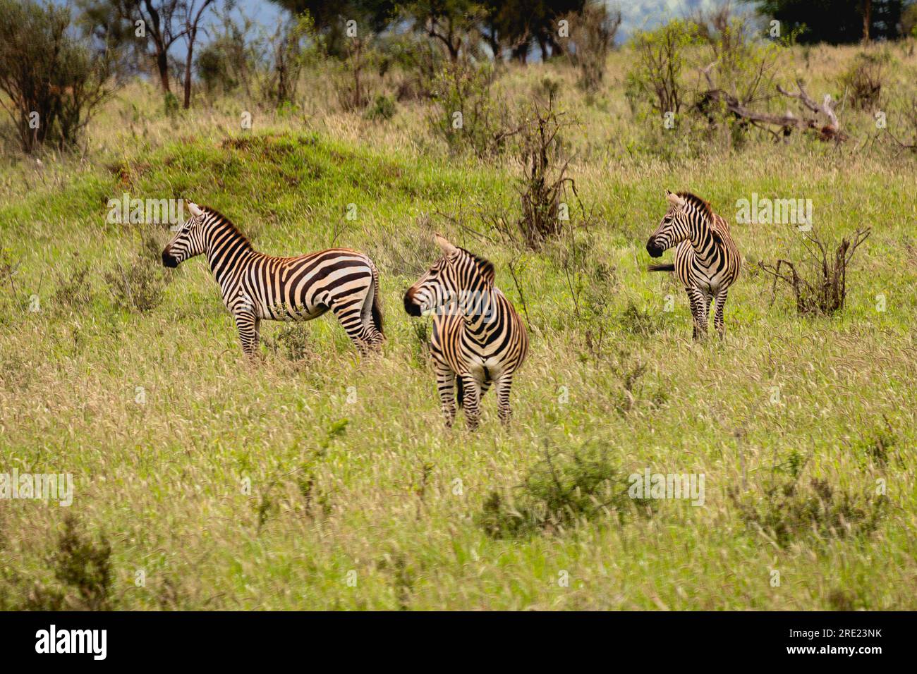 Safari alert hi-res stock photography and images - Alamy Safari alert hi-res stock photography and images - Alamy