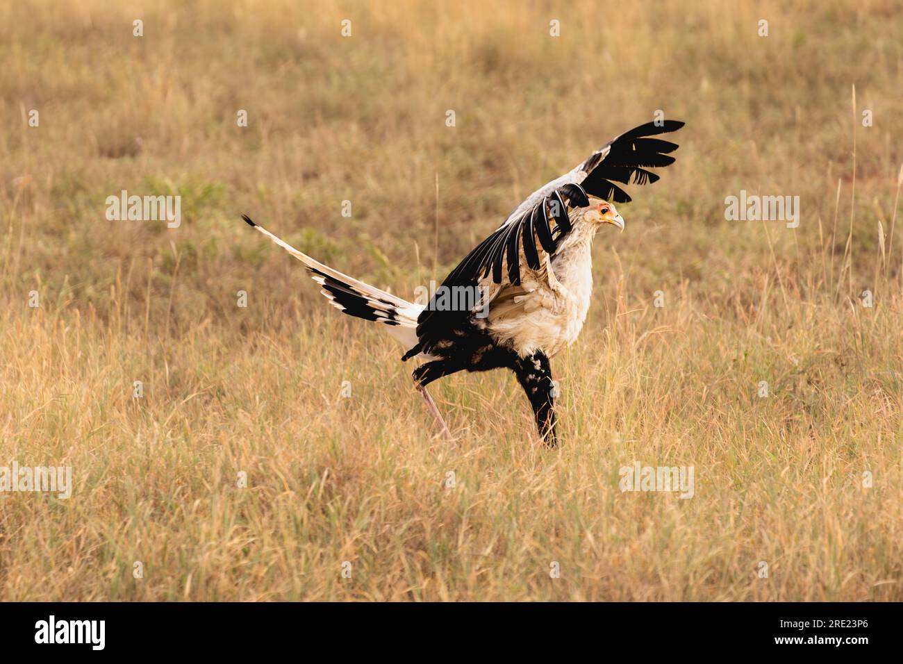 Stunning feathers hi-res stock photography and images - Alamy