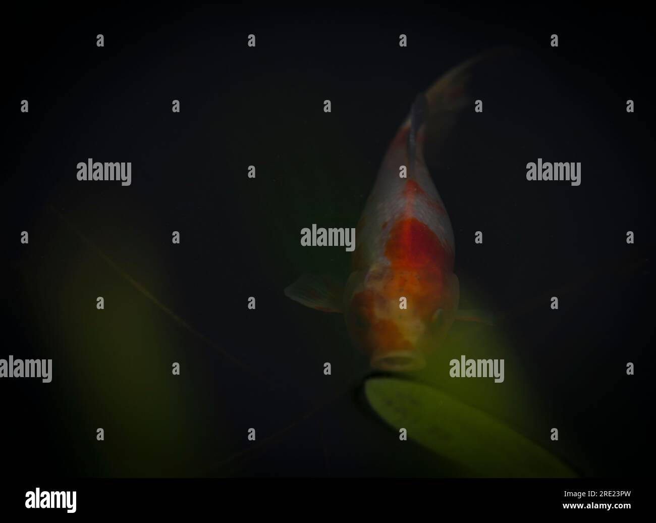 Decorative small yellow fish hi-res stock photography and images - Alamy