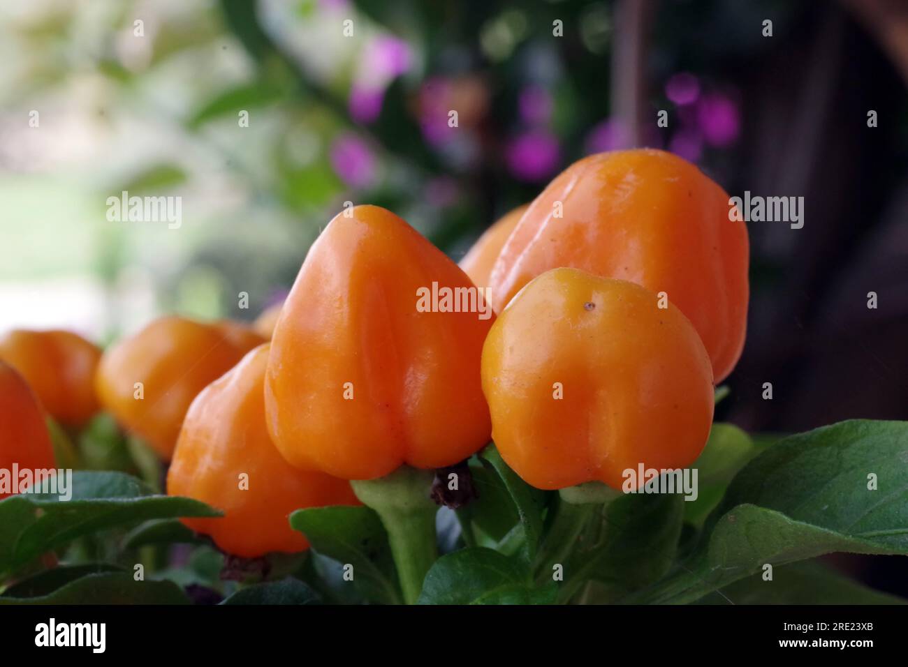 Ornamental yellow pepper close-up Stock Photo - Alamy