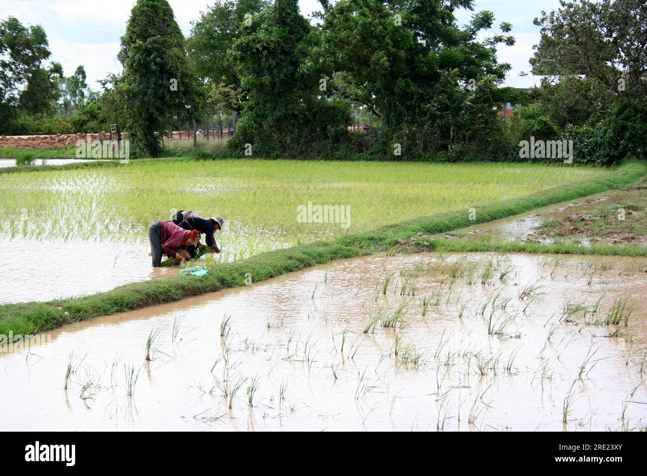 Phnom Penh, Cambodia - July 16 2006: Two women planting rice in the ...