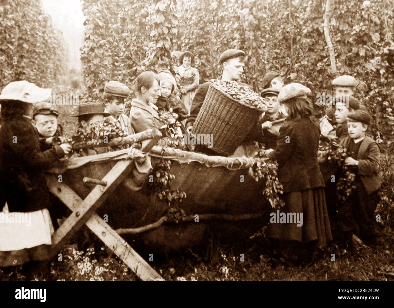 Hop pickers hi-res stock photography and images - Alamy