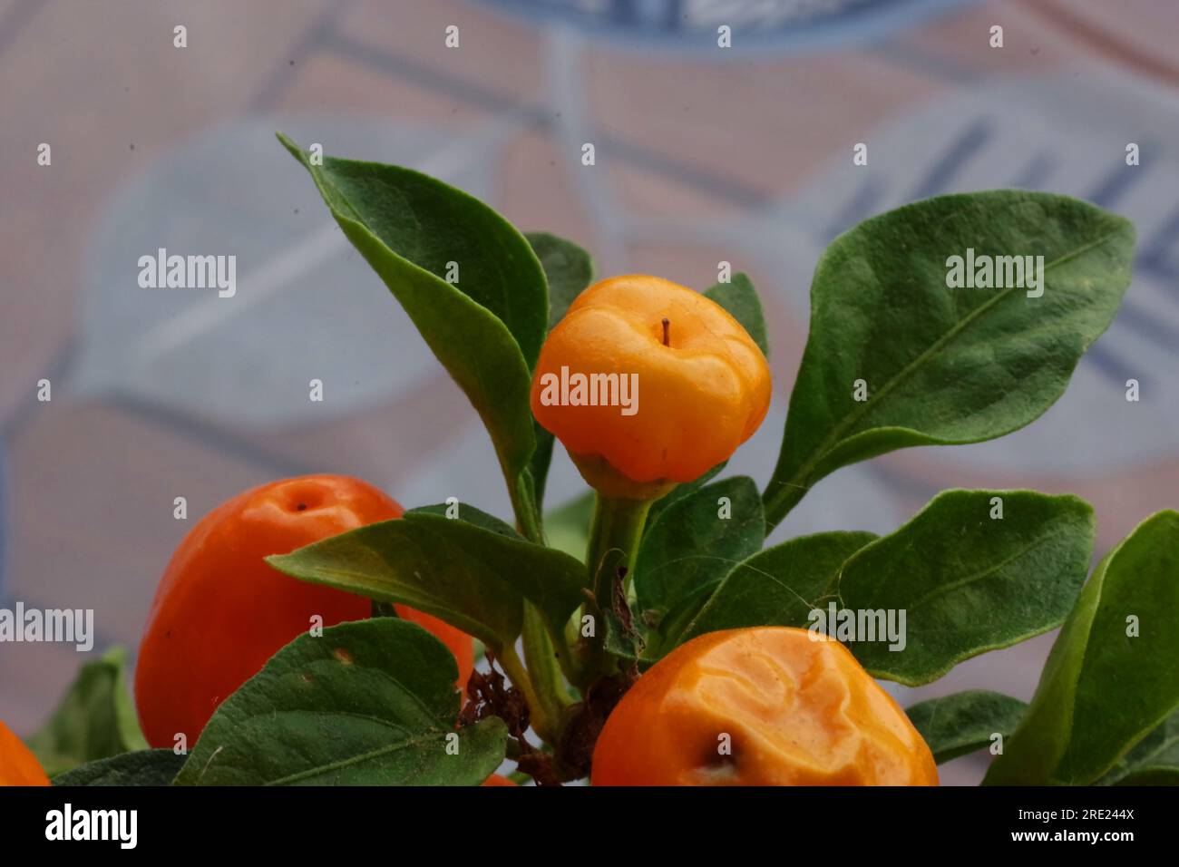 Ornamental yellow pepper close-up Stock Photo - Alamy