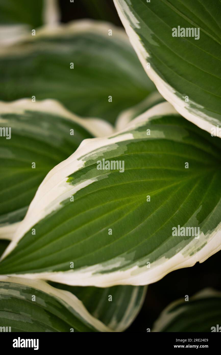 Variegated leaf closeup hi-res stock photography and images - Alamy