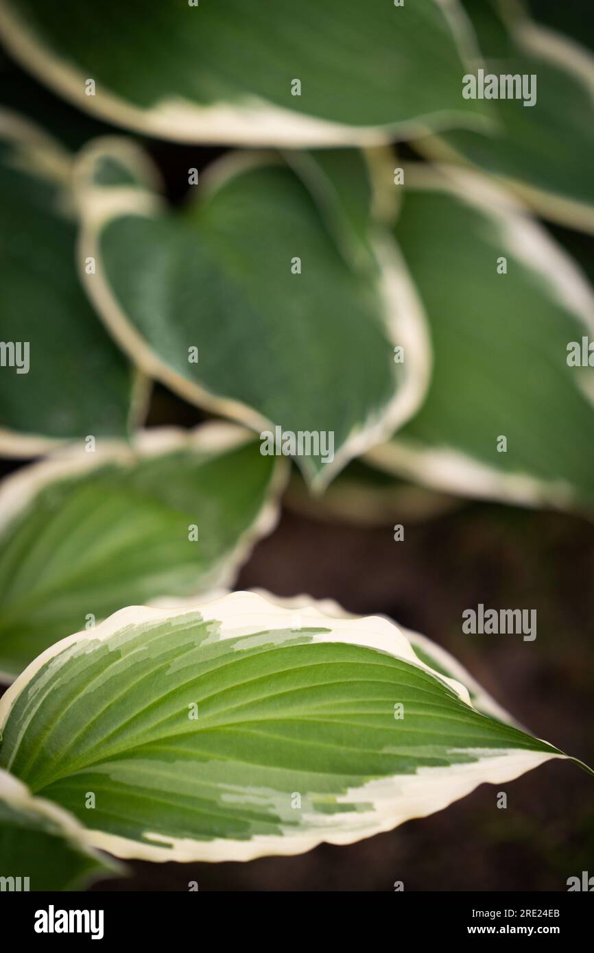 Variegated hosta leaves Stock Photo - Alamy