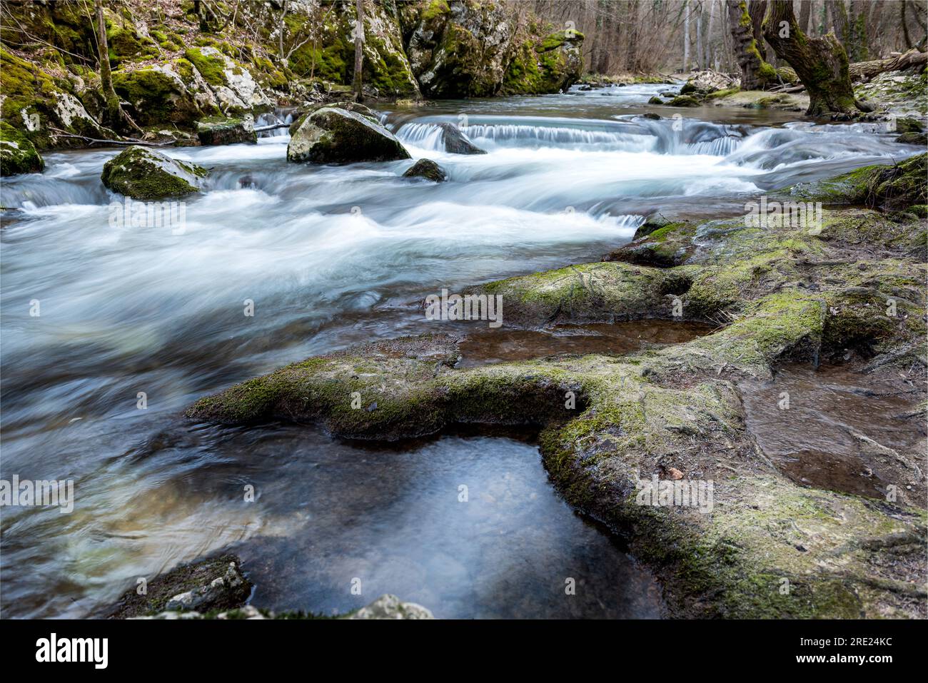 Stream going through the forest, long exposure. Moravica river through ...