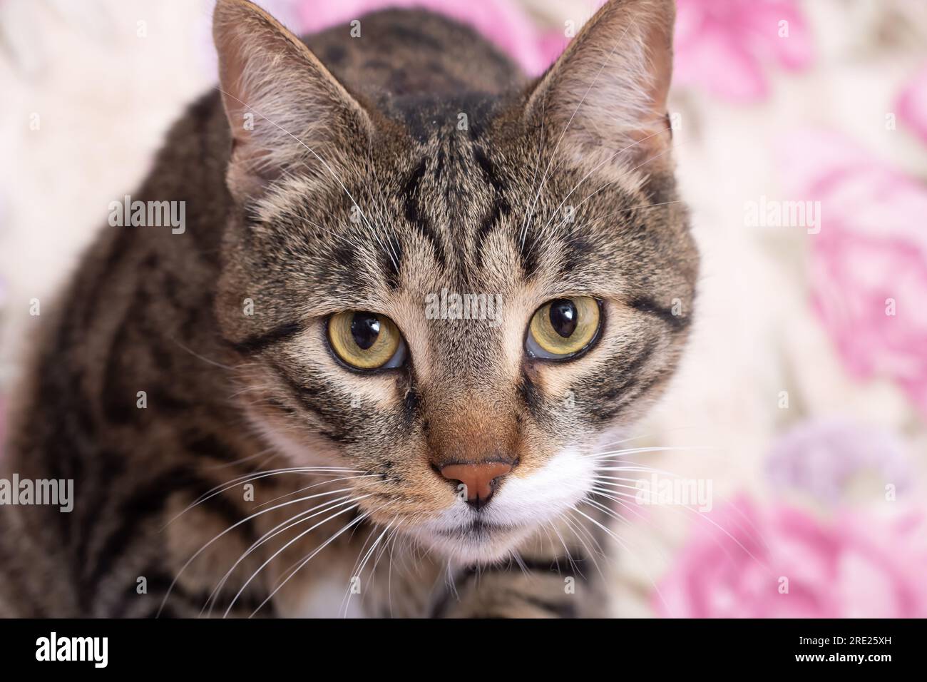 Sad tabby cat lying at home close up Stock Photo - Alamy