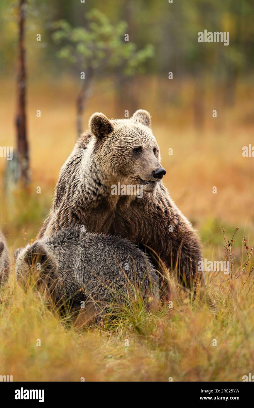 Bear family in taiga. Brown bear cub with mother. Beautiful animals ...