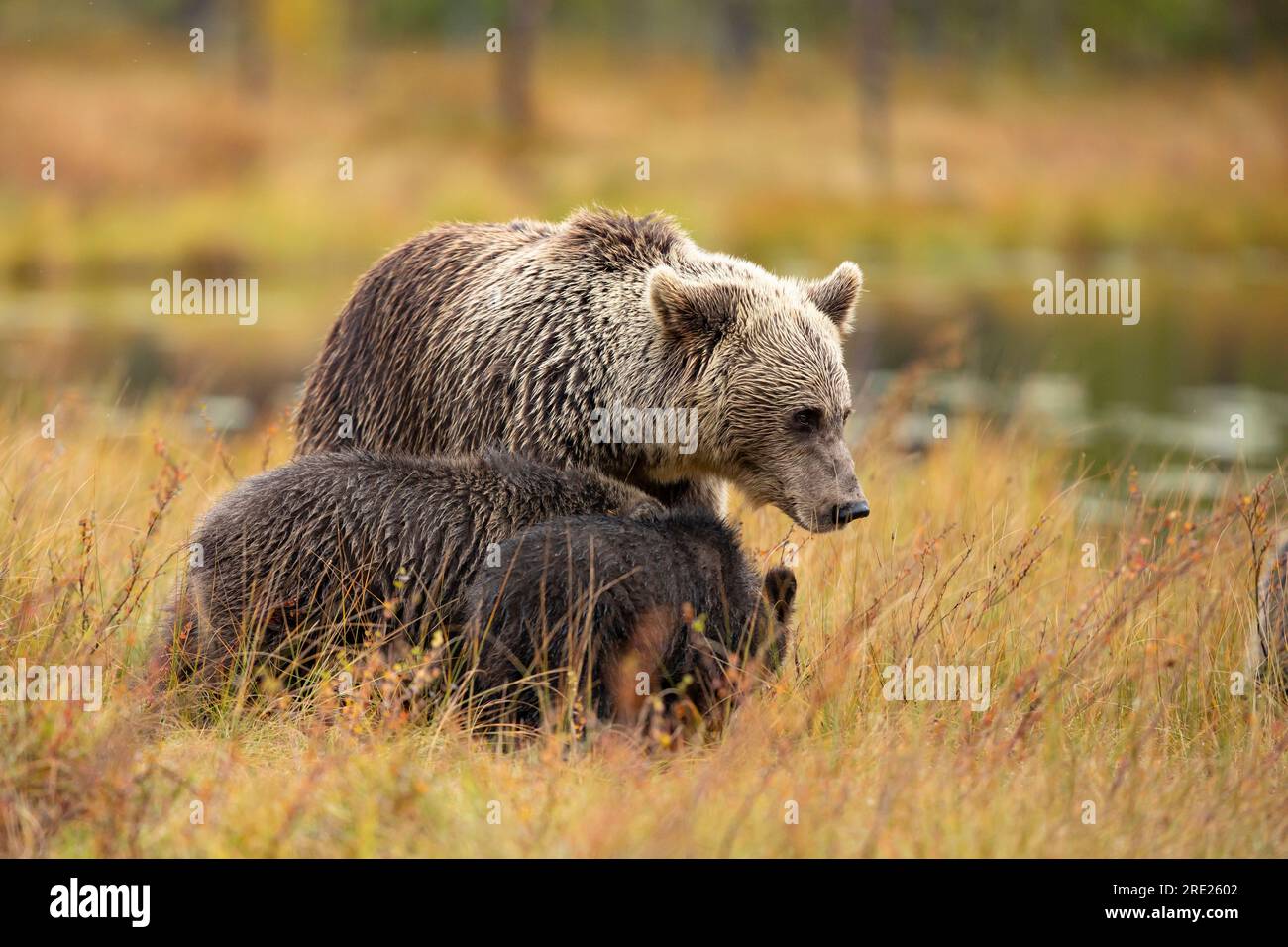 Bear family in taiga. Two brown bear cubs with mother. Beautiful animals walk through taiga in ...