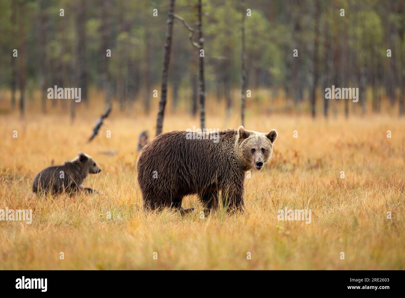 Brown bear cub finland hi-res stock photography and images - Alamy
