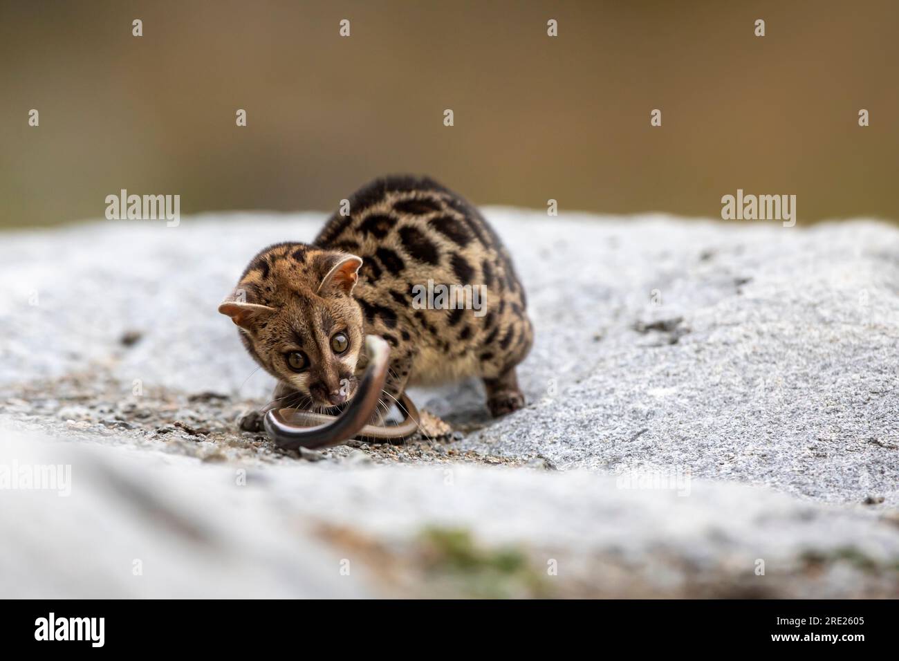 Common genet - Genetta genetta - on stone with snake prey, Spain Stock ...