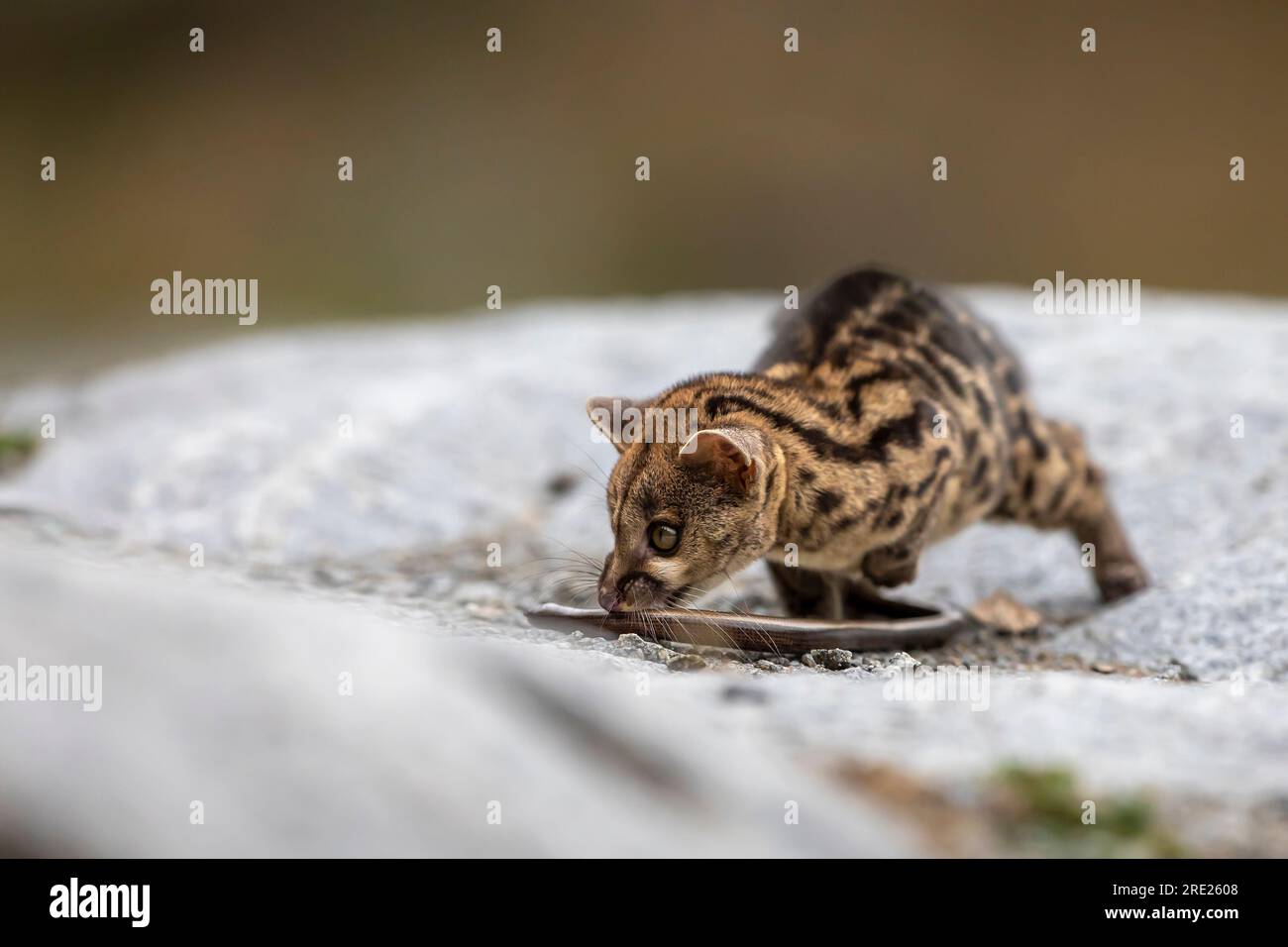 Common genet - Genetta genetta - on stone with snake prey, Spain Stock ...