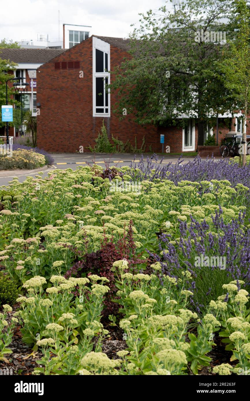 Landscape planting on the University of Warwick campus, UK Stock Photo ...