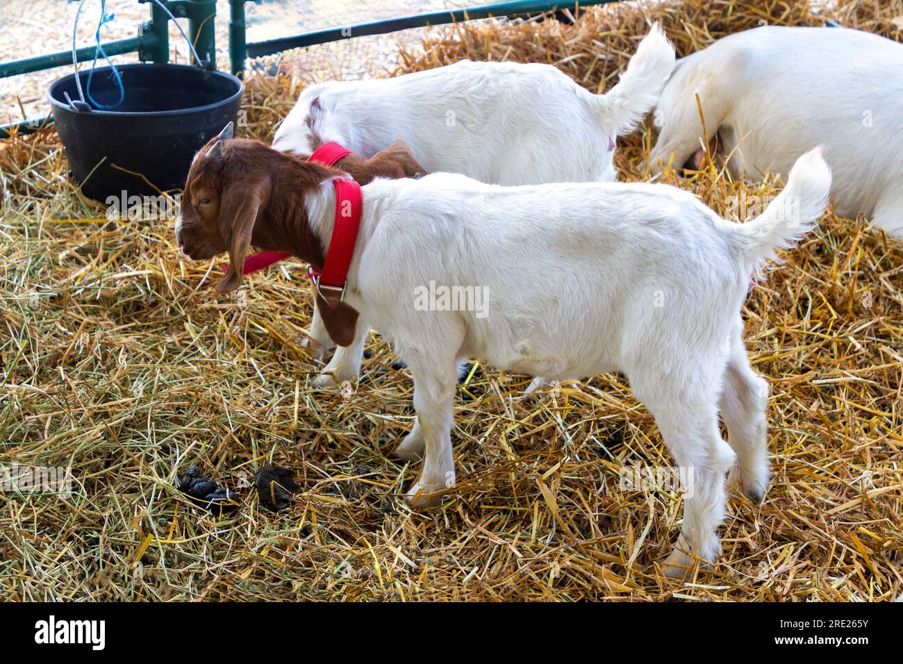 Boar goats hi-res stock photography and images - Alamy