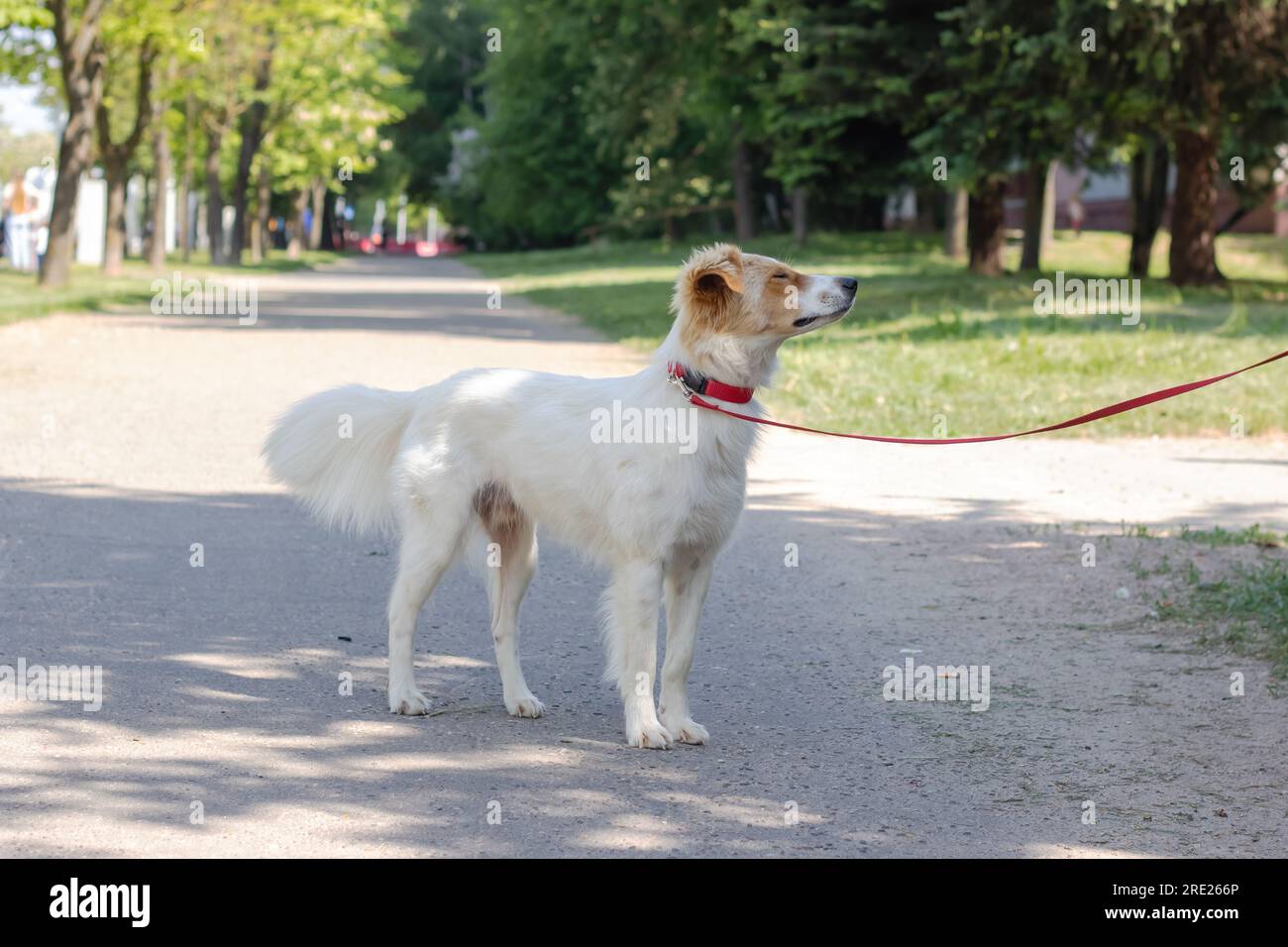 White fluffy dog walking in the park close up Stock Photo - Alamy