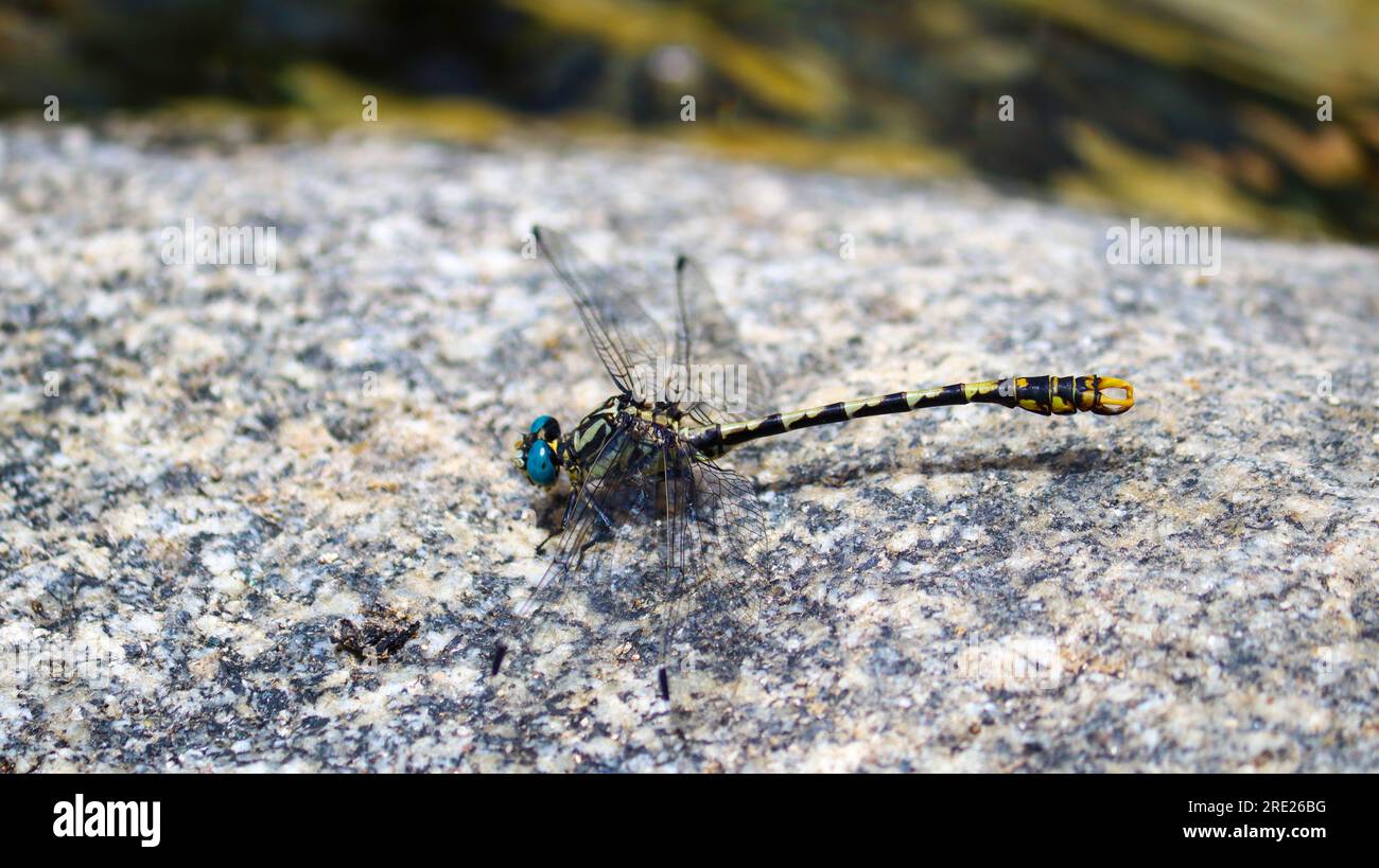 Aquatic insect insects hi-res stock photography and images - Alamy