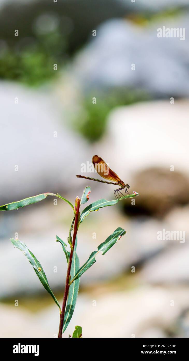 Aquatic insects hi-res stock photography and images - Alamy