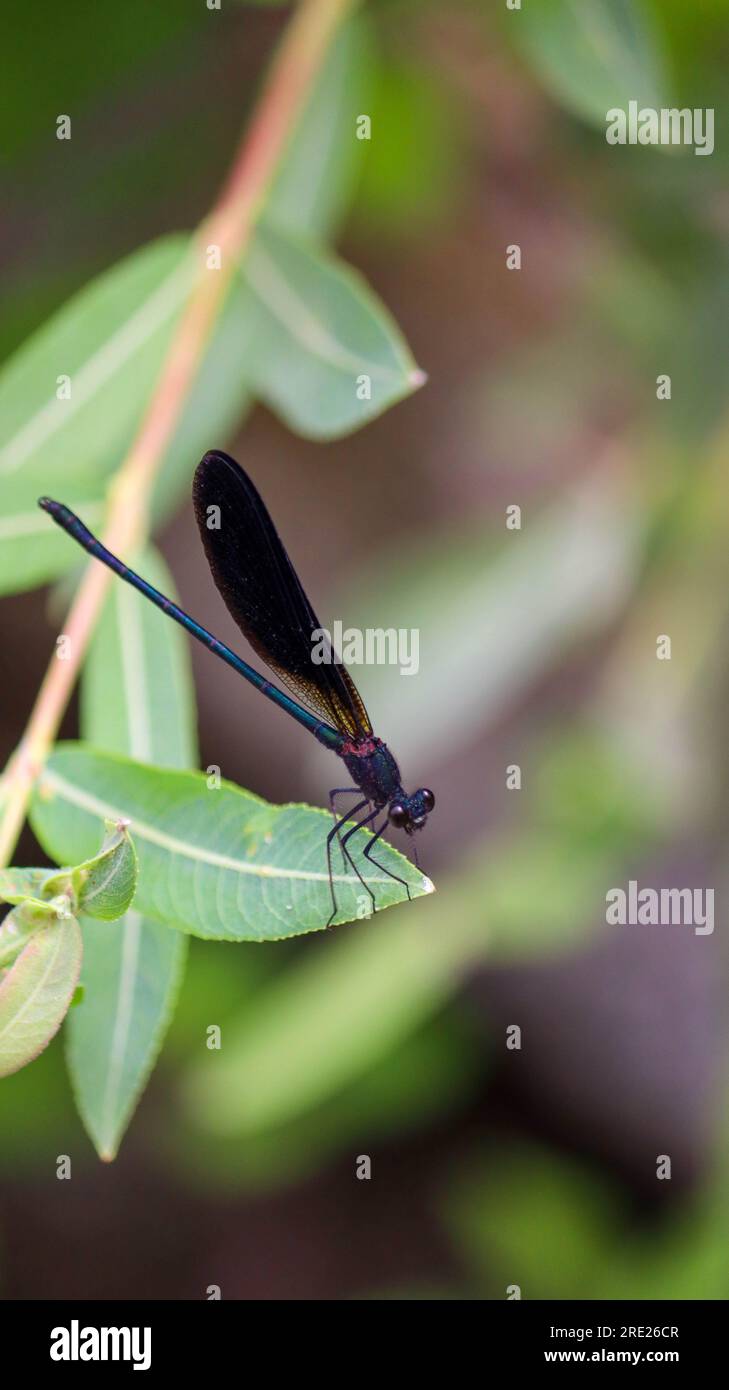Aquatic Insects inder water Anotogaster sieboldii Stock Photo - Alamy