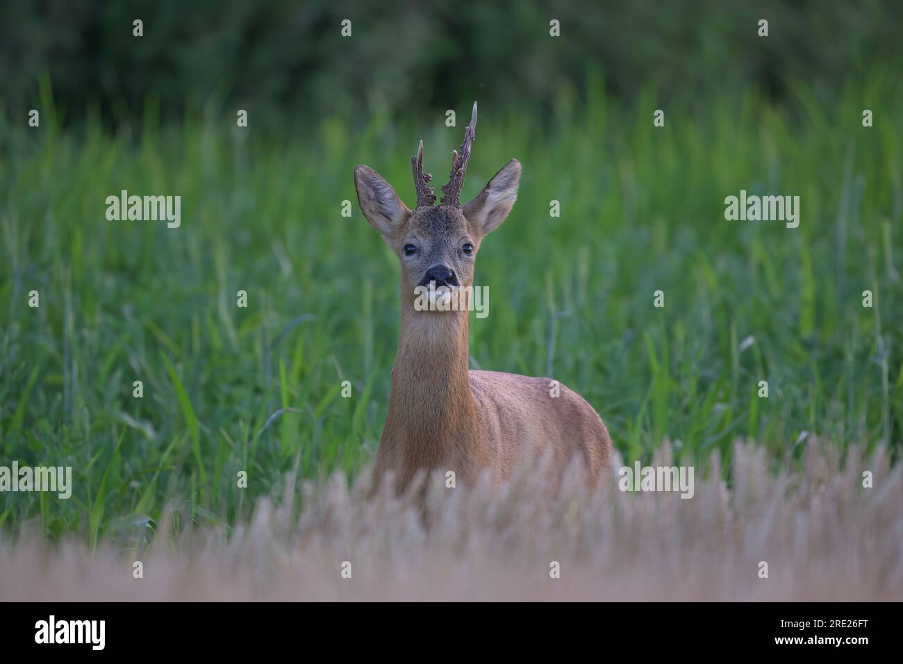 Roe Deer Capreolus capreolus Buck walking through vegetation and crop ...