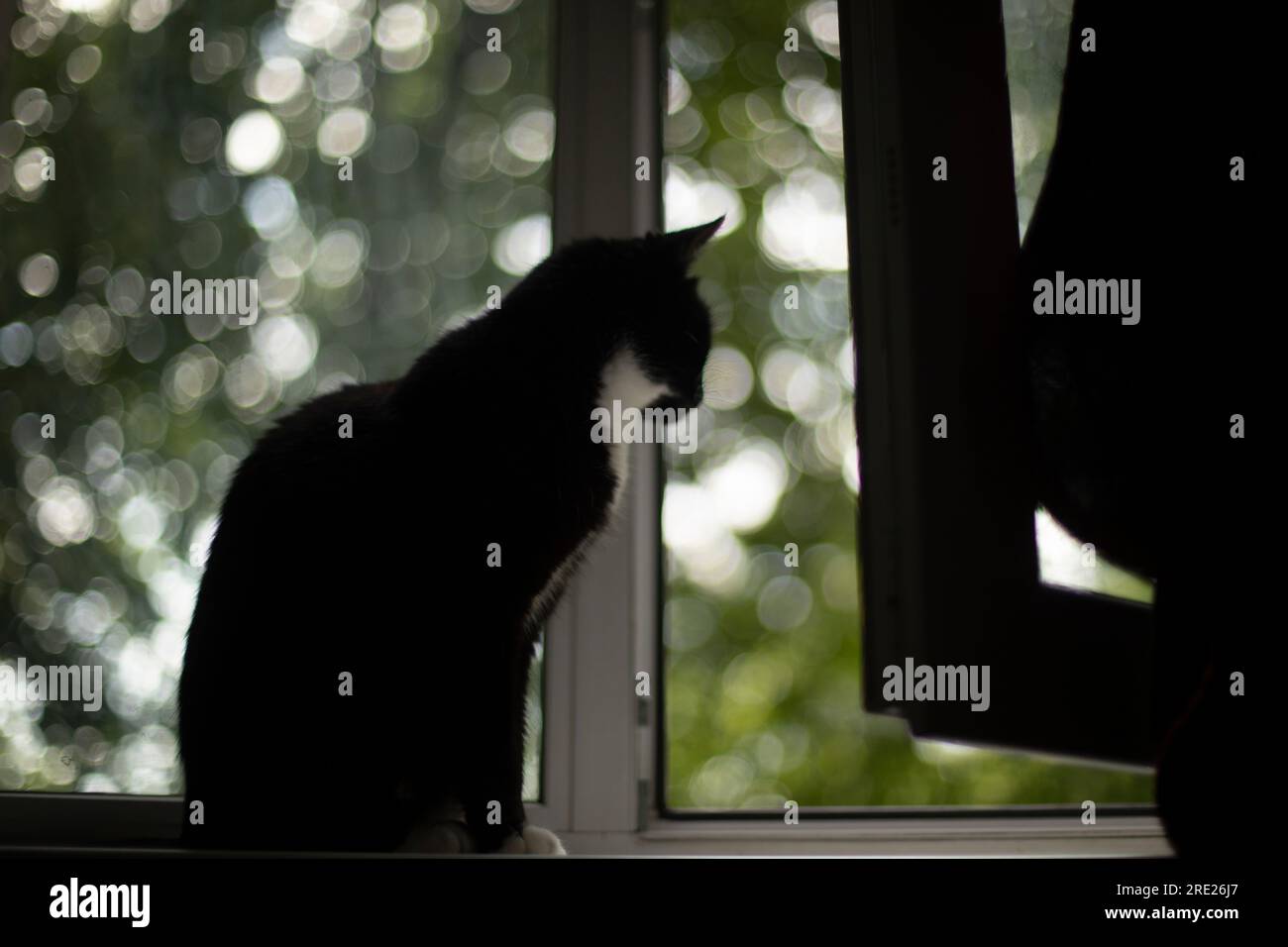 Cat sits on window. Black cat at home. Animal is looking outside. Black ...