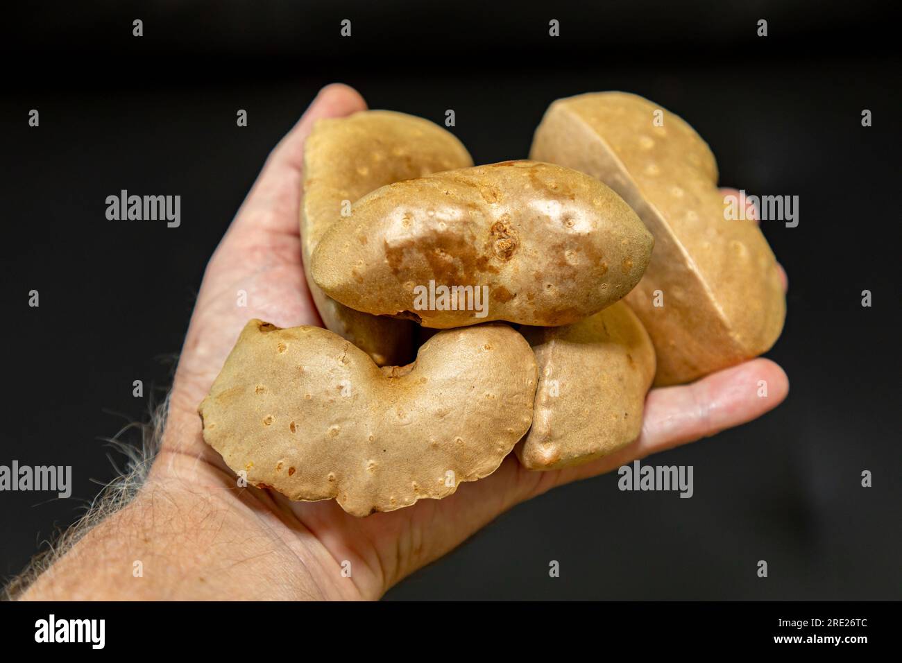 Edible bulb of the plant (Dioscorea bulbifera) originally from Africa ...