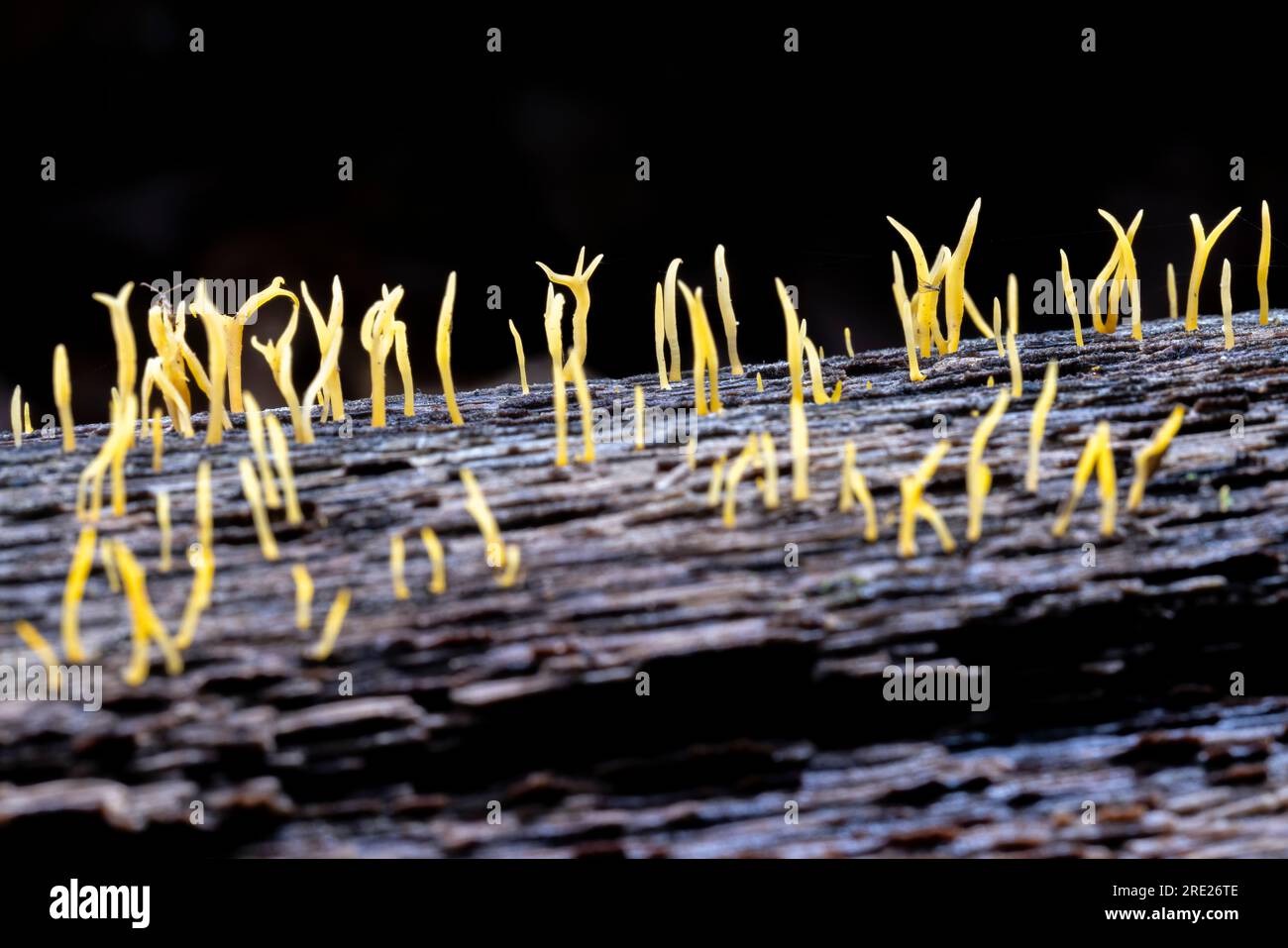 Calocera cornea is a jelly fungus that grows on decaying wood - Dupont ...