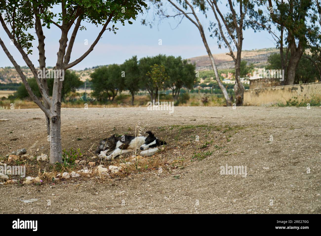 Dog sleeping under a tree Stock Photo - Alamy