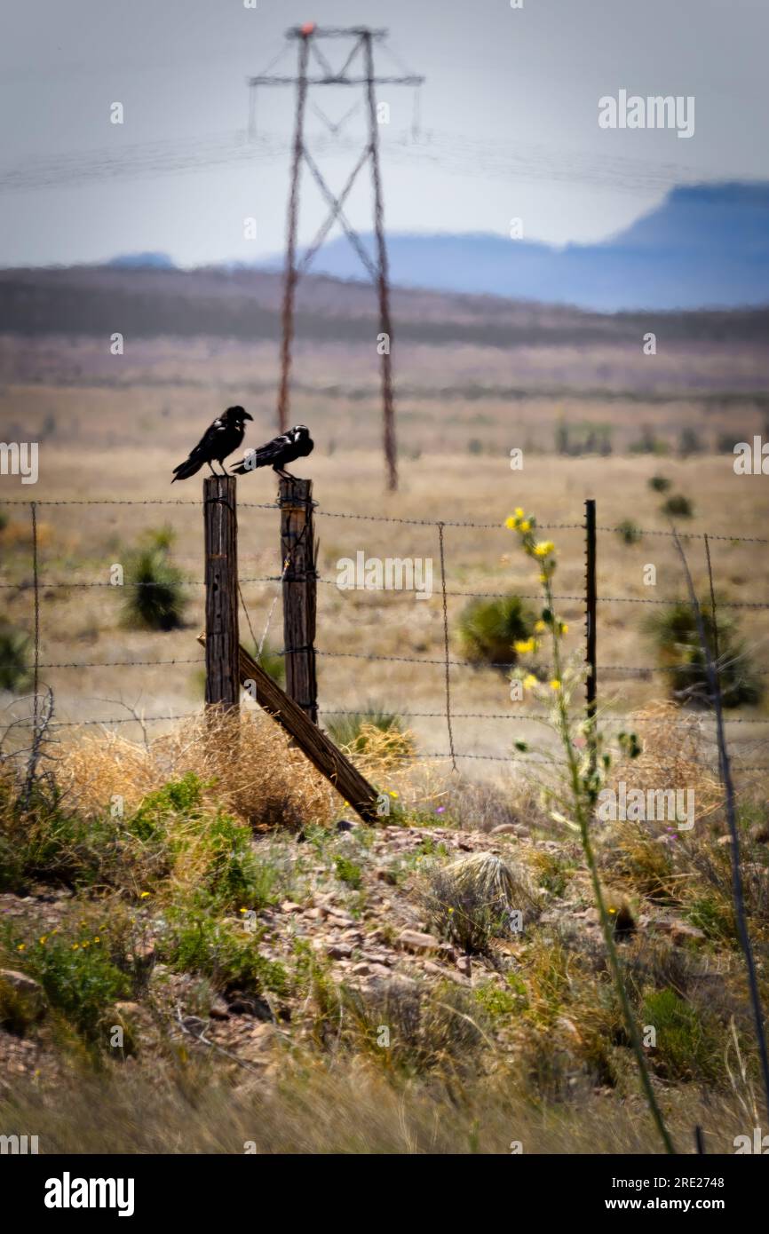 Two crows sit on a fence post near Lake Valley, New Mexico Stock Photo ...