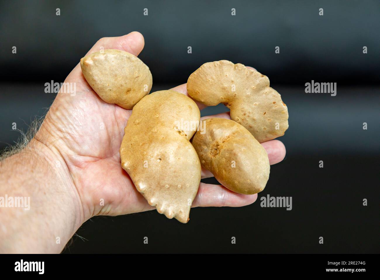 Edible bulb of the plant (Dioscorea bulbifera) originally from Africa ...