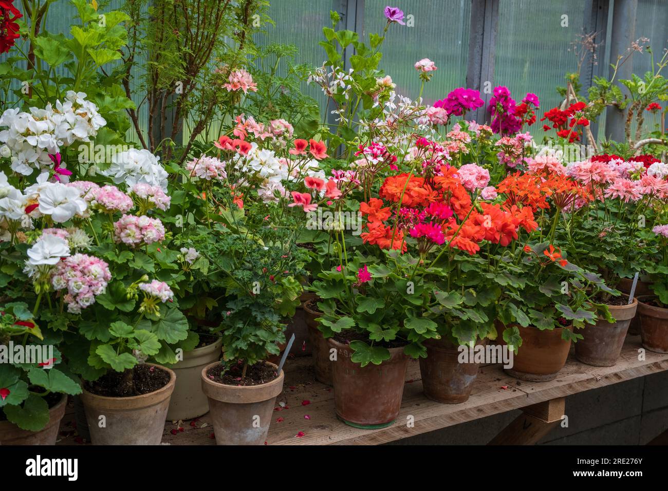 many different colors of geraniums in a greenhouse on a shelf. concept ...