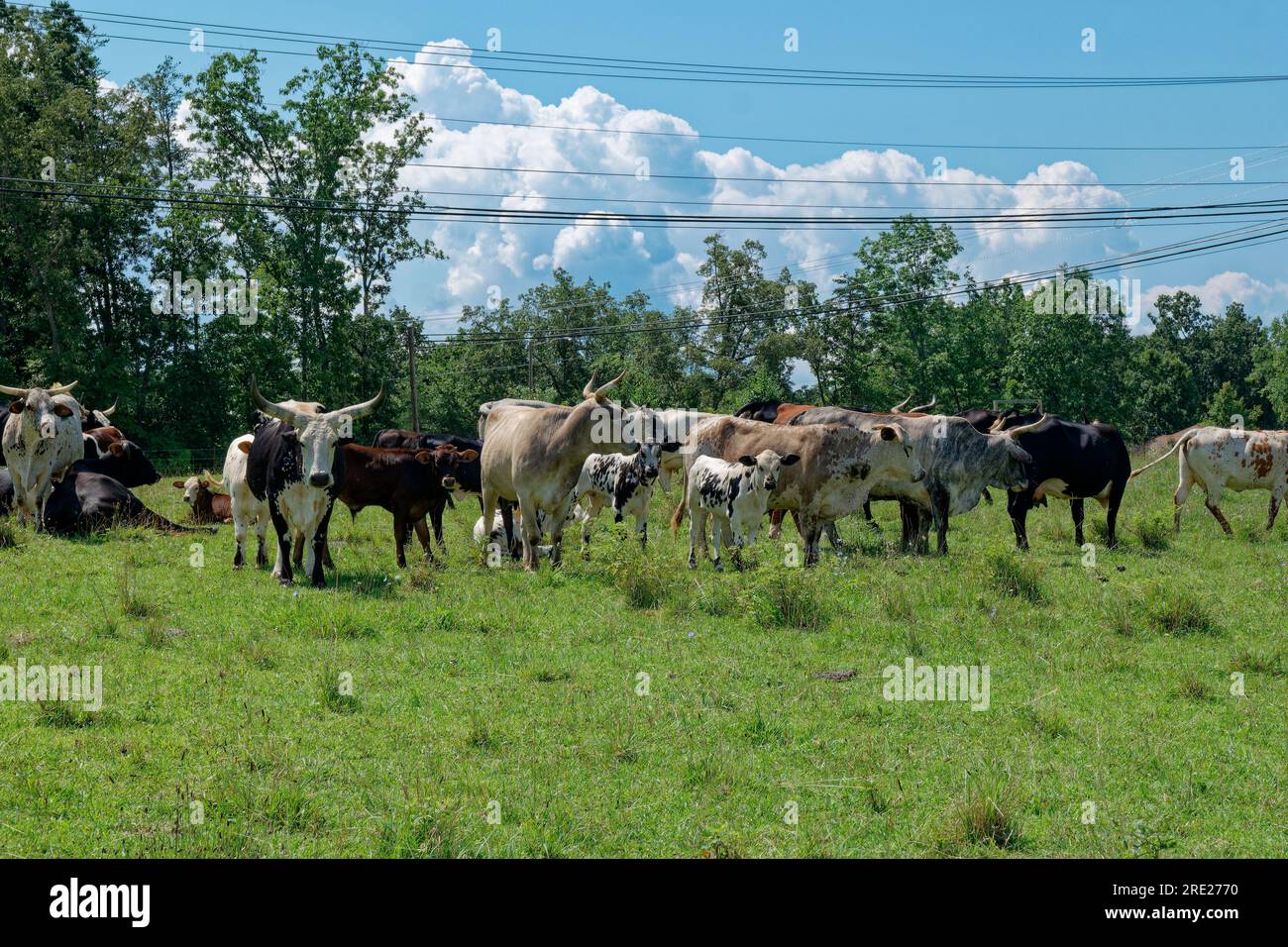 Closeup view group cows hi-res stock photography and images - Alamy