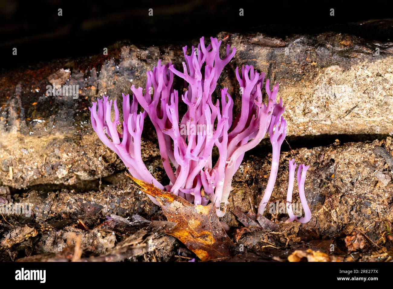 Coral fungi hi-res stock photography and images - Alamy