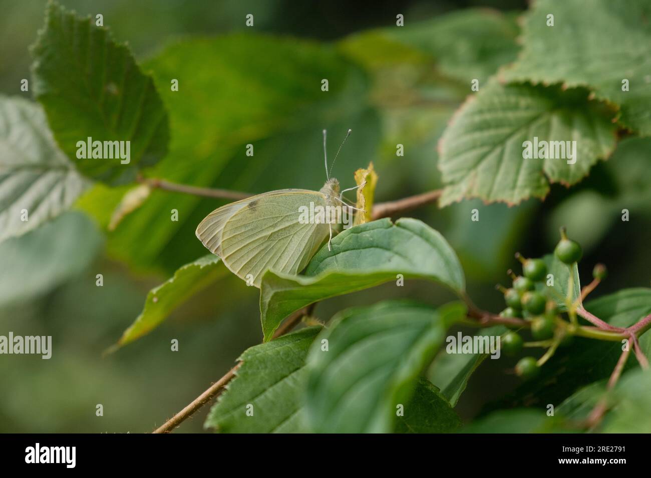 A detailed close-up capturing a green bug with wings, expertly ...