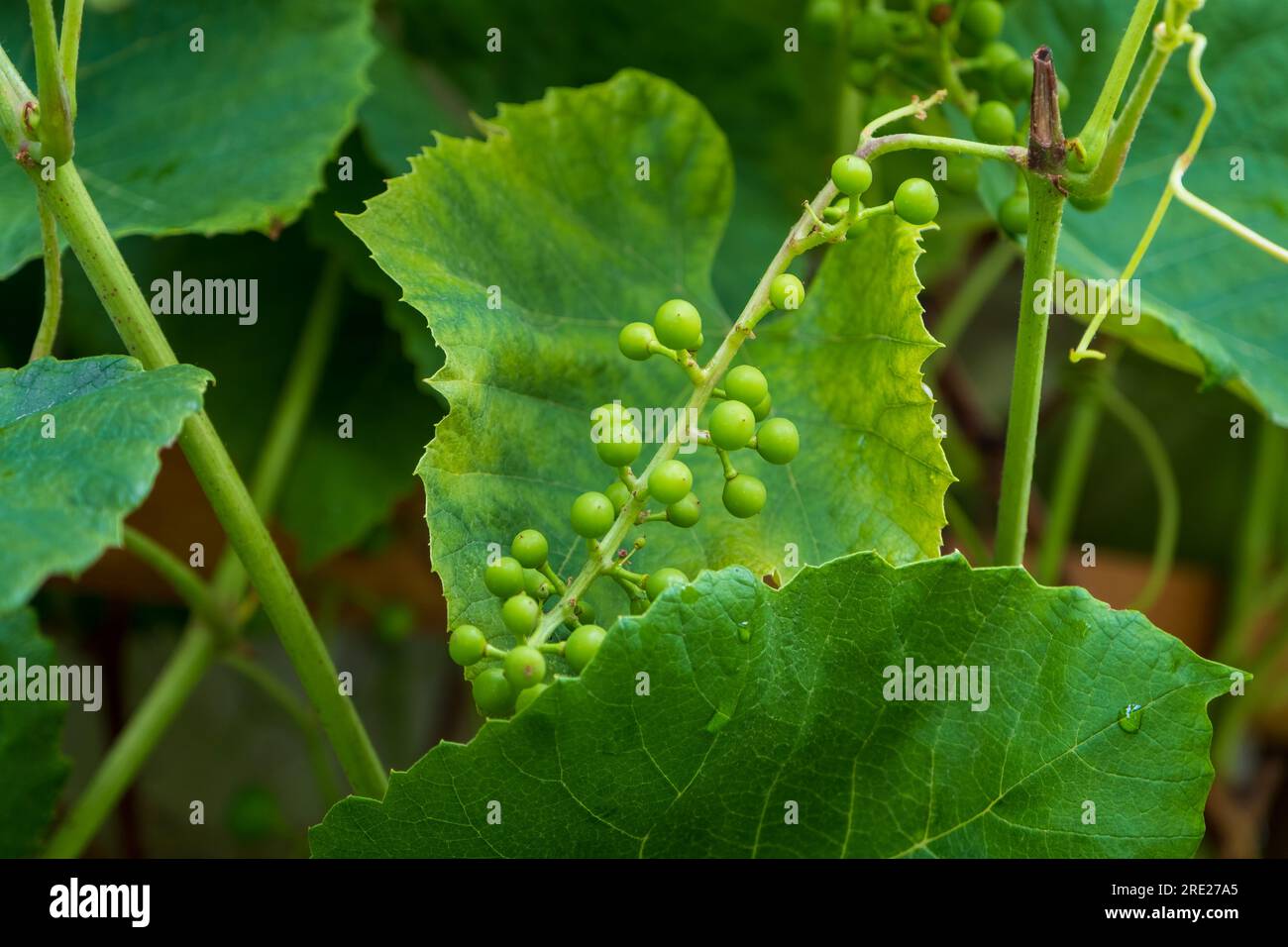 Small green grapes were getting ready in a bunch among the green leaves ...