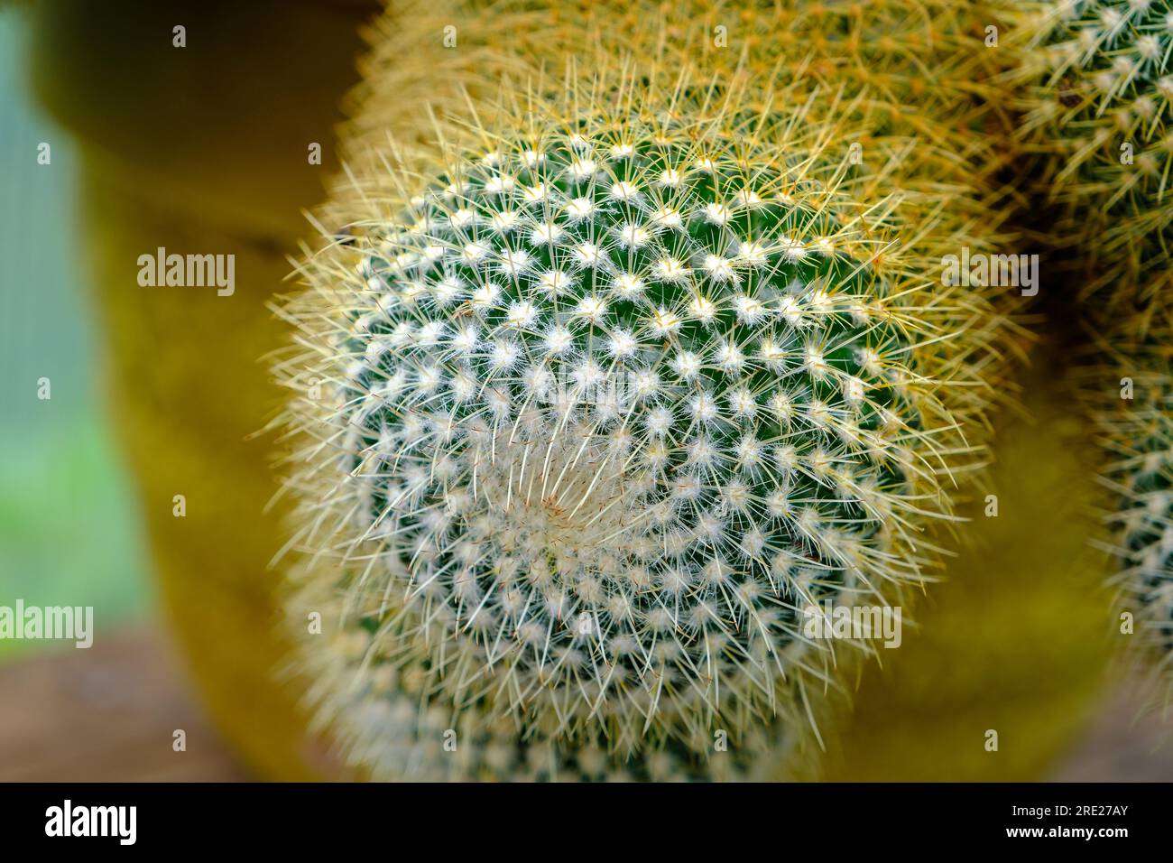 Long living cactus hi-res stock photography and images - Alamy