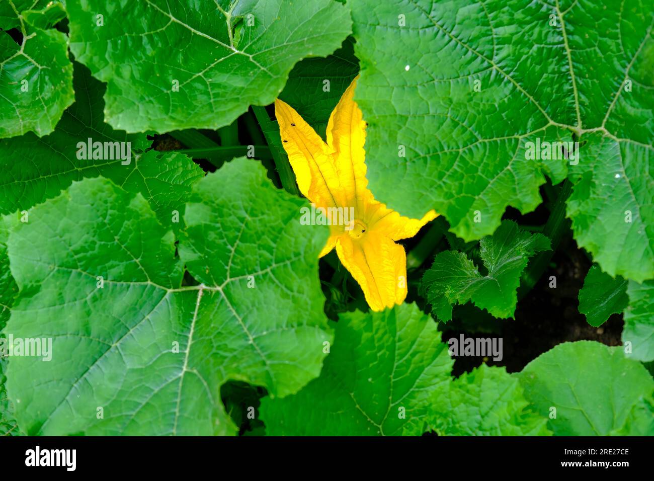 A yellow puA yellow pumpkin flower among many green leaves. ecological ...