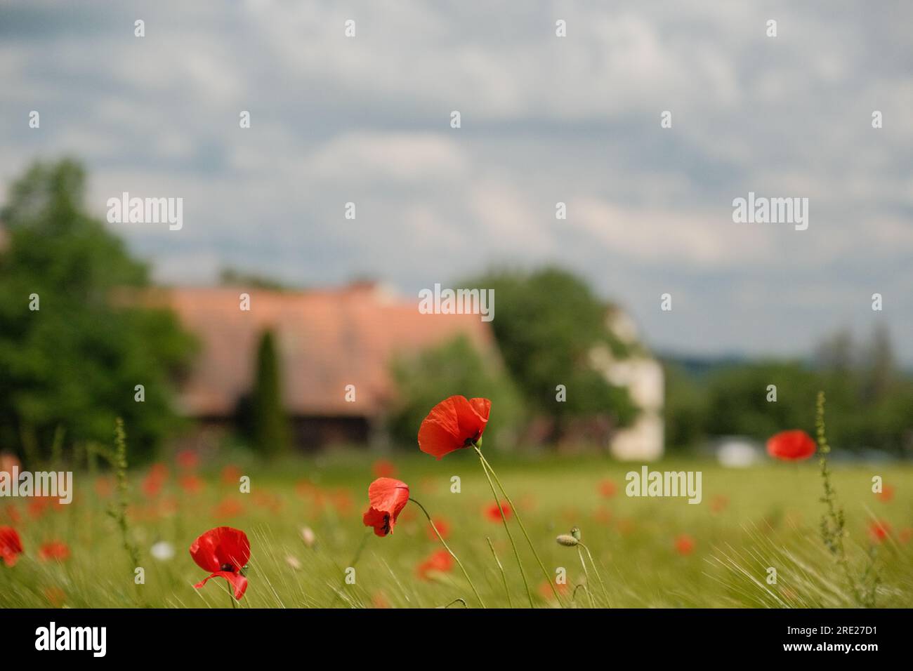 A dynamic low angle shot displaying a field of red flowers, capturing ...