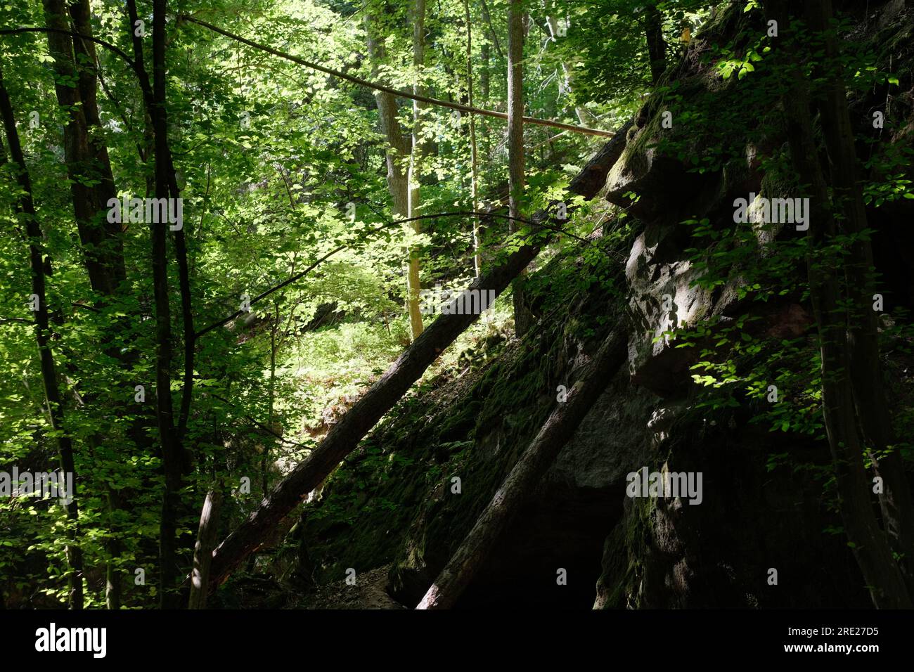 The scene captures fallen trees in the midst of the Bavarian forest in ...