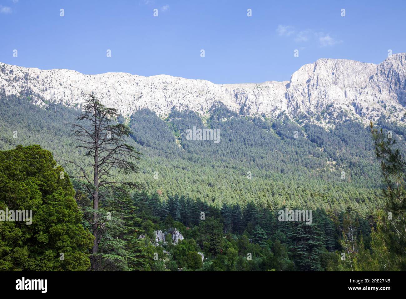 Rare and endangered Lebanese Cedar tree forest at the mountain. Antalya ...