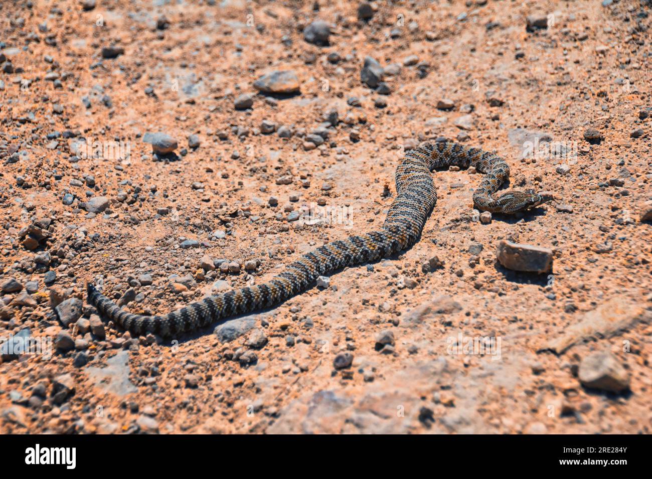 Rattlesnake Great Basin or Midget Faded, Crotalus lutosus or concolor ...