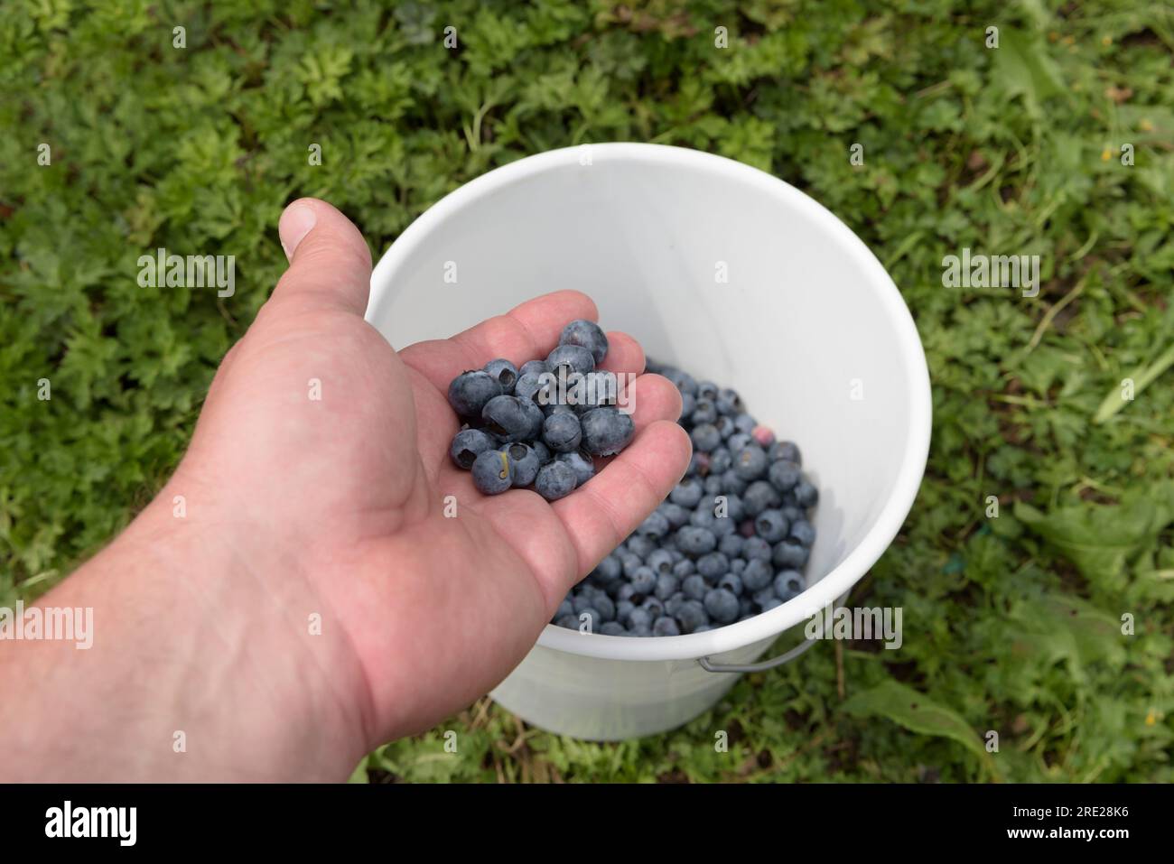 Stacking blueberries hi-res stock photography and images - Alamy