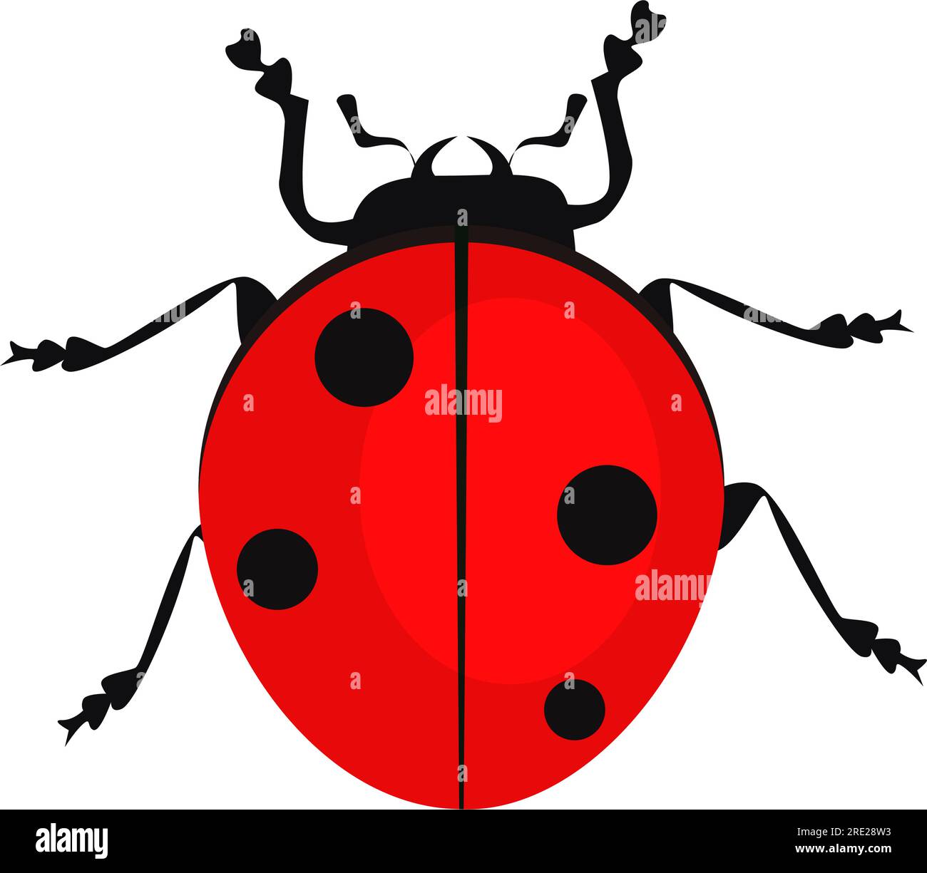 Species of ladybird Stock Vector Images - Alamy