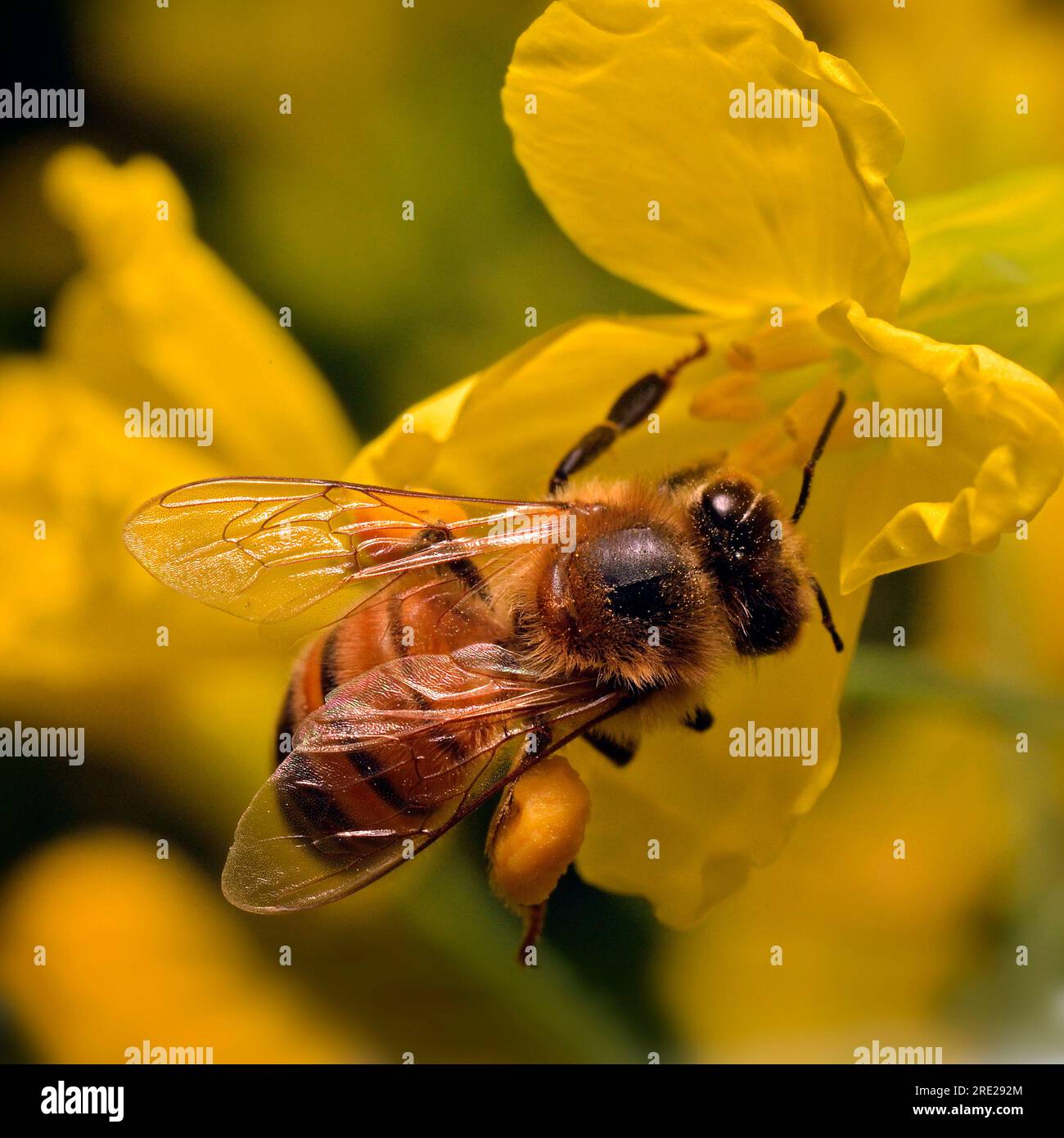 Western Honey Bee (Apis mellifera) foraging nectar & pollen from yellow ...