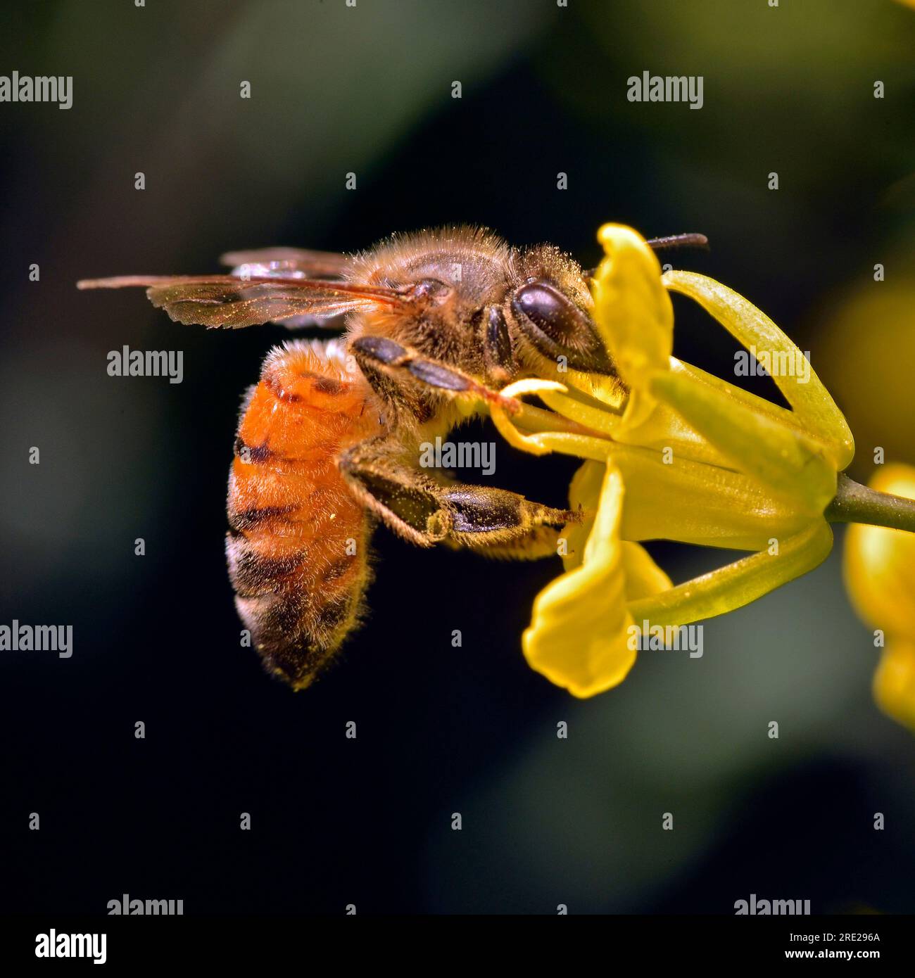 Western Honey Bee (Apis mellifera) foraging nectar & pollen from yellow ...