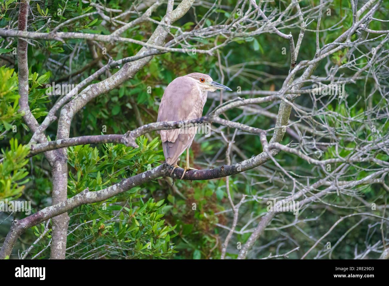 A juvenile black-crowned night-heron with distinctive red eye perches ...