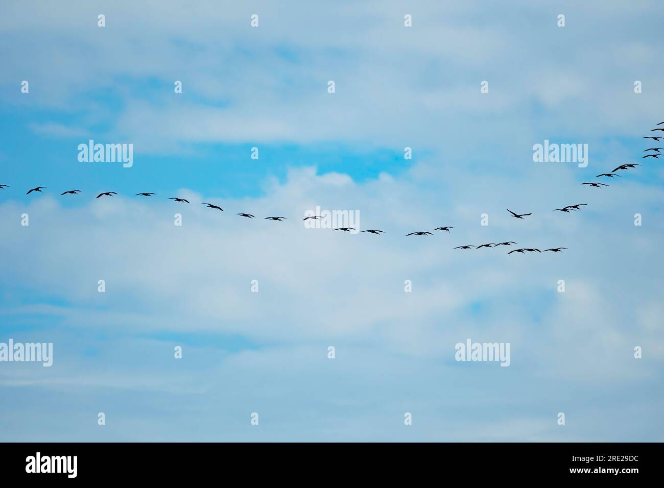 A long line of ibis fly in a dreamy blue sky with cloudscape. At ...