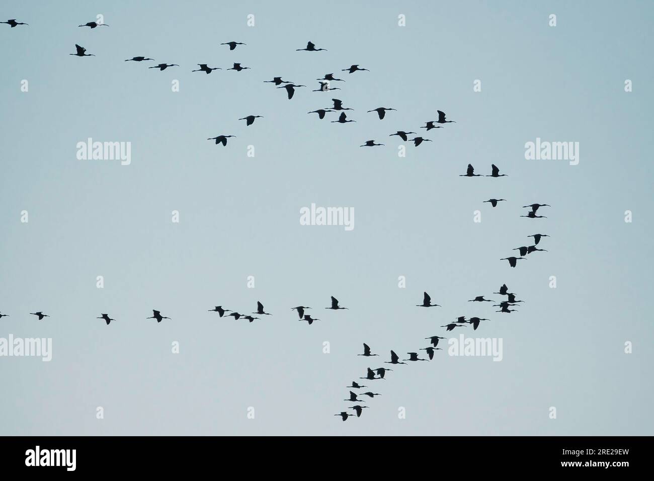 Glossy ibis in formation hi-res stock photography and images - Alamy