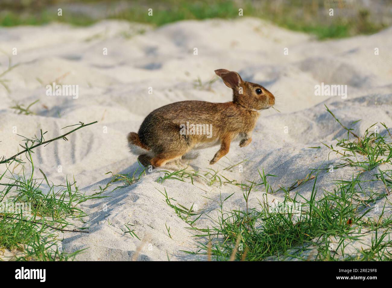 Rabbit running through the sand at Assateague, image shows front feet ...