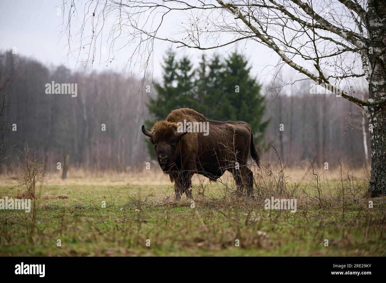 European Bison - Majestic wildlife portrait in its natural habitat ...