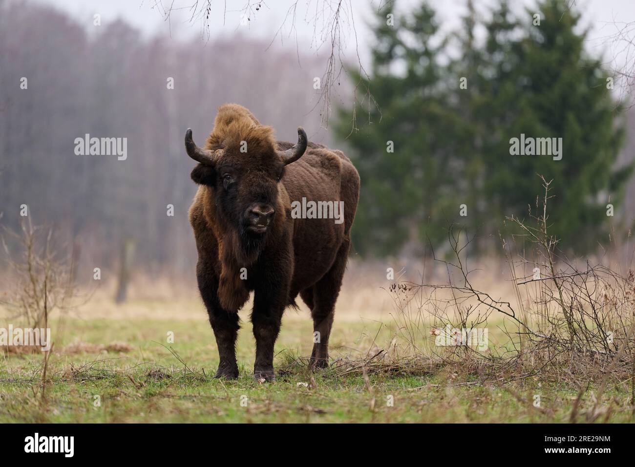 European Bison - Majestic wildlife portrait in its natural habitat ...